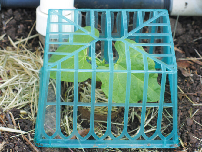 Sowing and Protecting Plants and Chicken Cleanliness – Mother Earth News